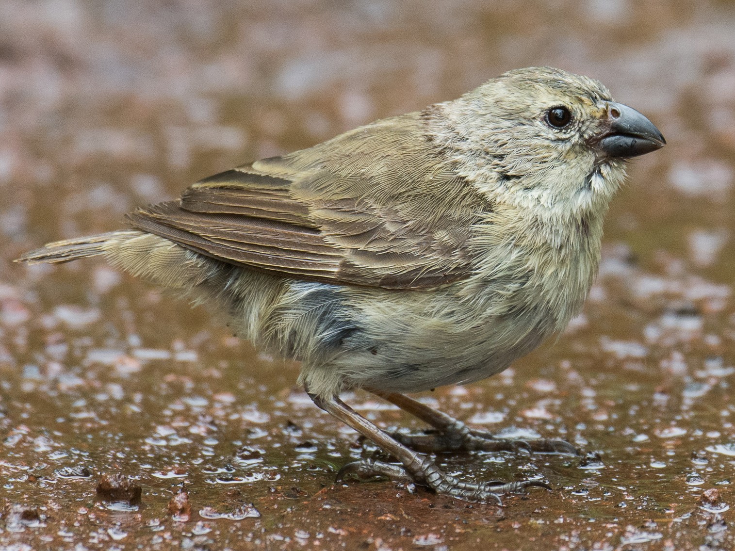 Small Tree-Finch - eBird
