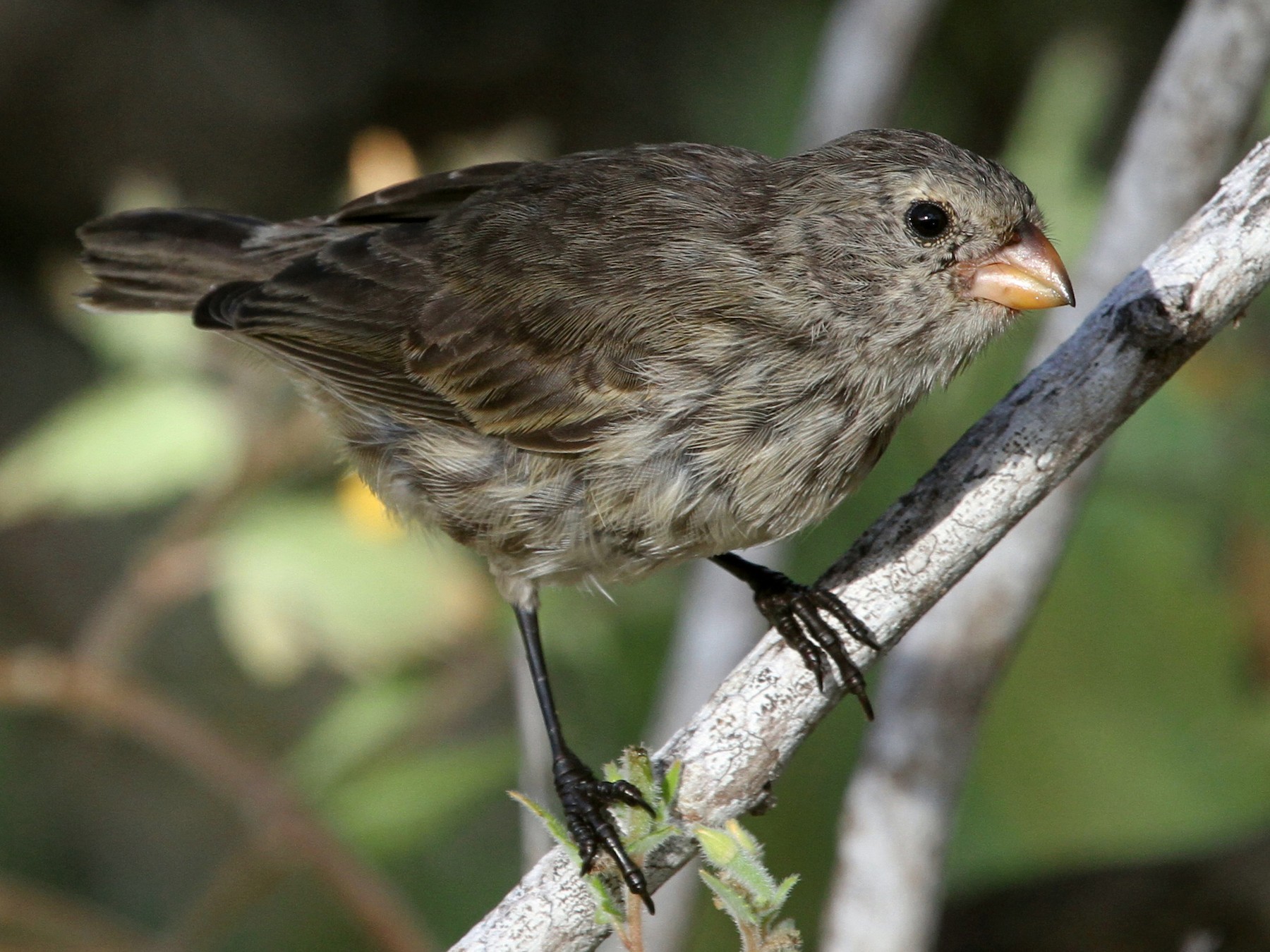 Small Tree-Finch - eBird