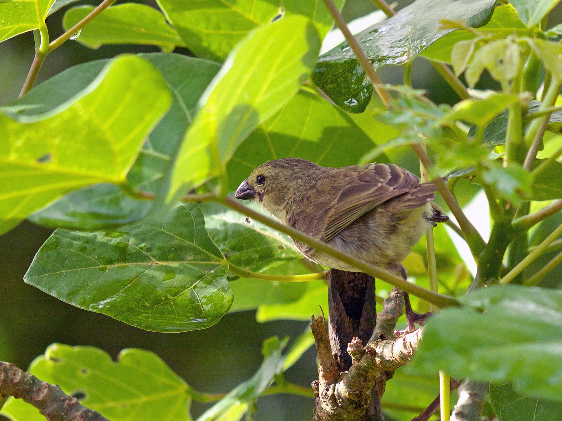 Small Tree-Finch - eBird