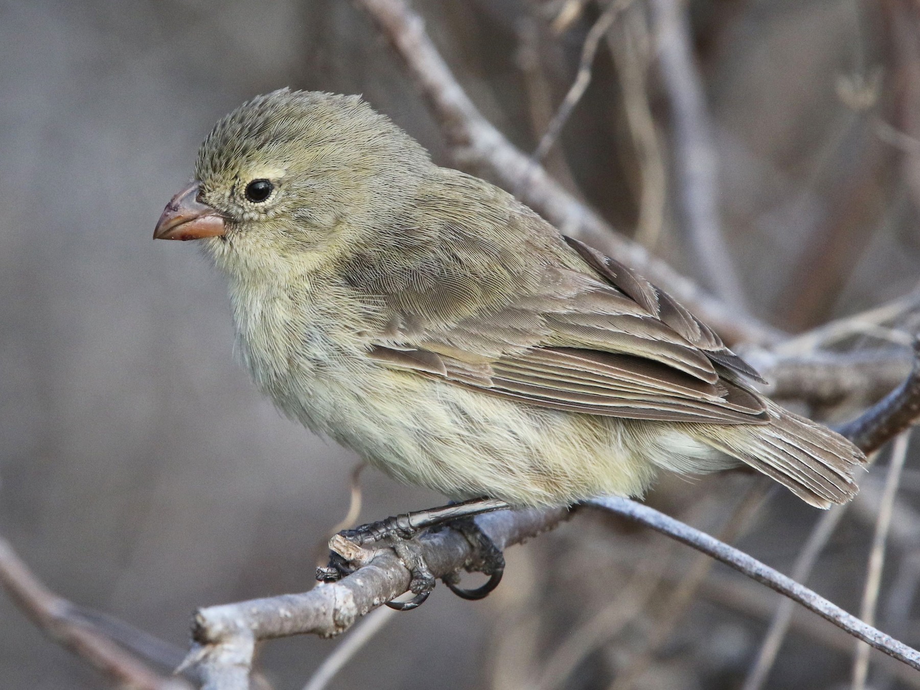 Small Tree-Finch - eBird