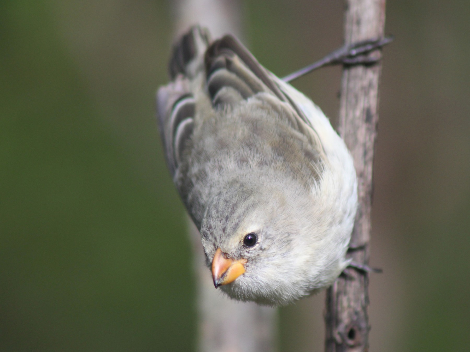 Small Tree-Finch - eBird