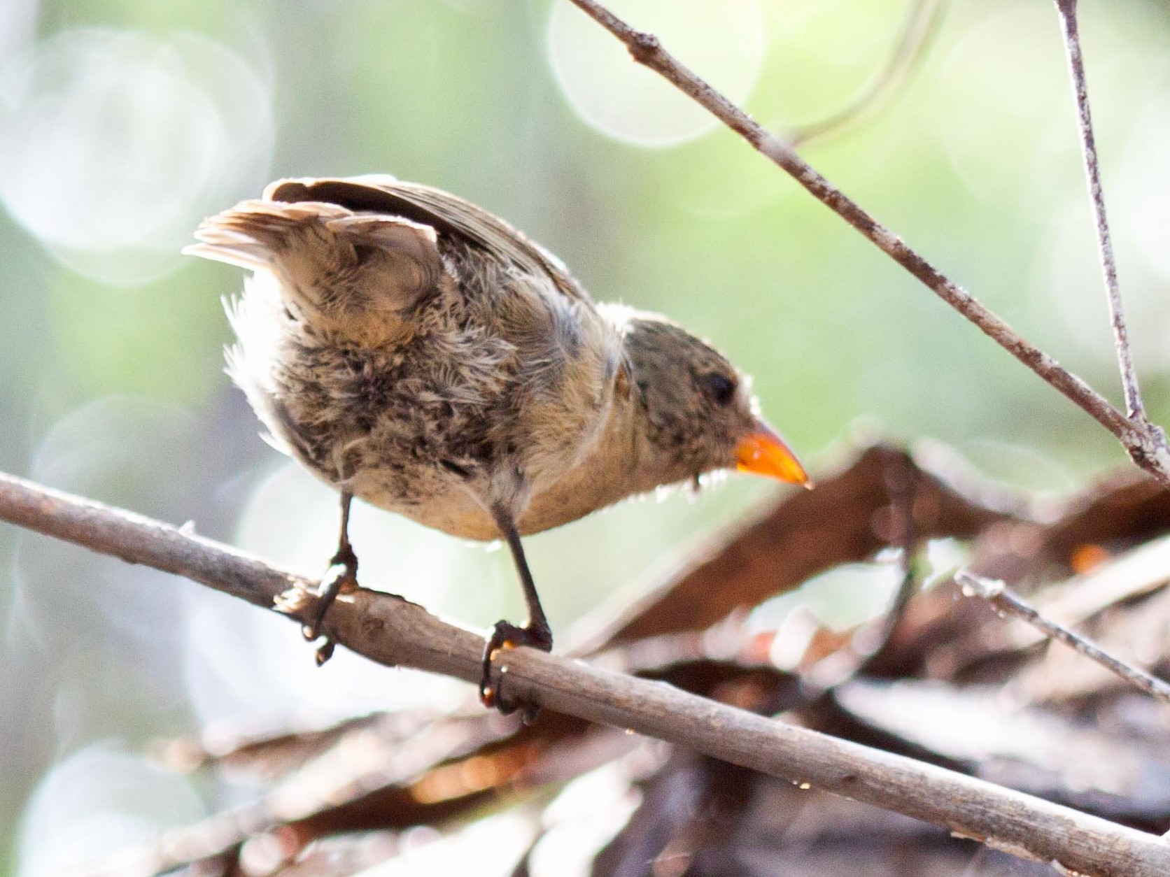 Pinzón de Darwin Manglero - eBird