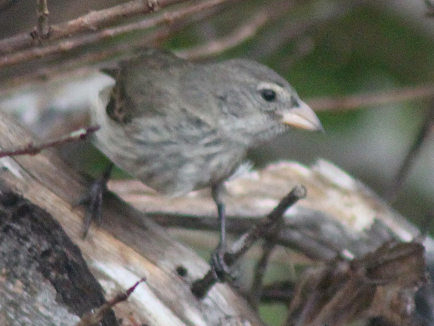 Pinzón de Darwin Manglero - eBird