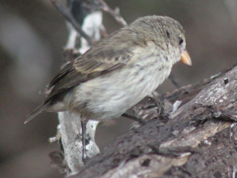 Mangrove Finch - eBird