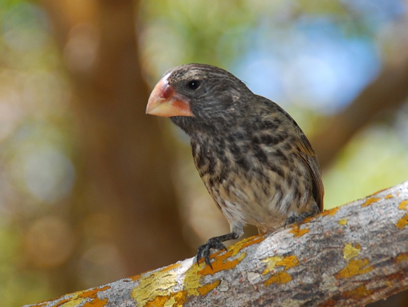 Large Ground-Finch - eBird