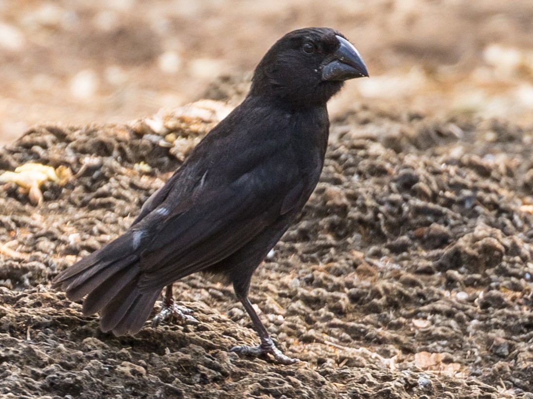 Large Ground-Finch - eBird