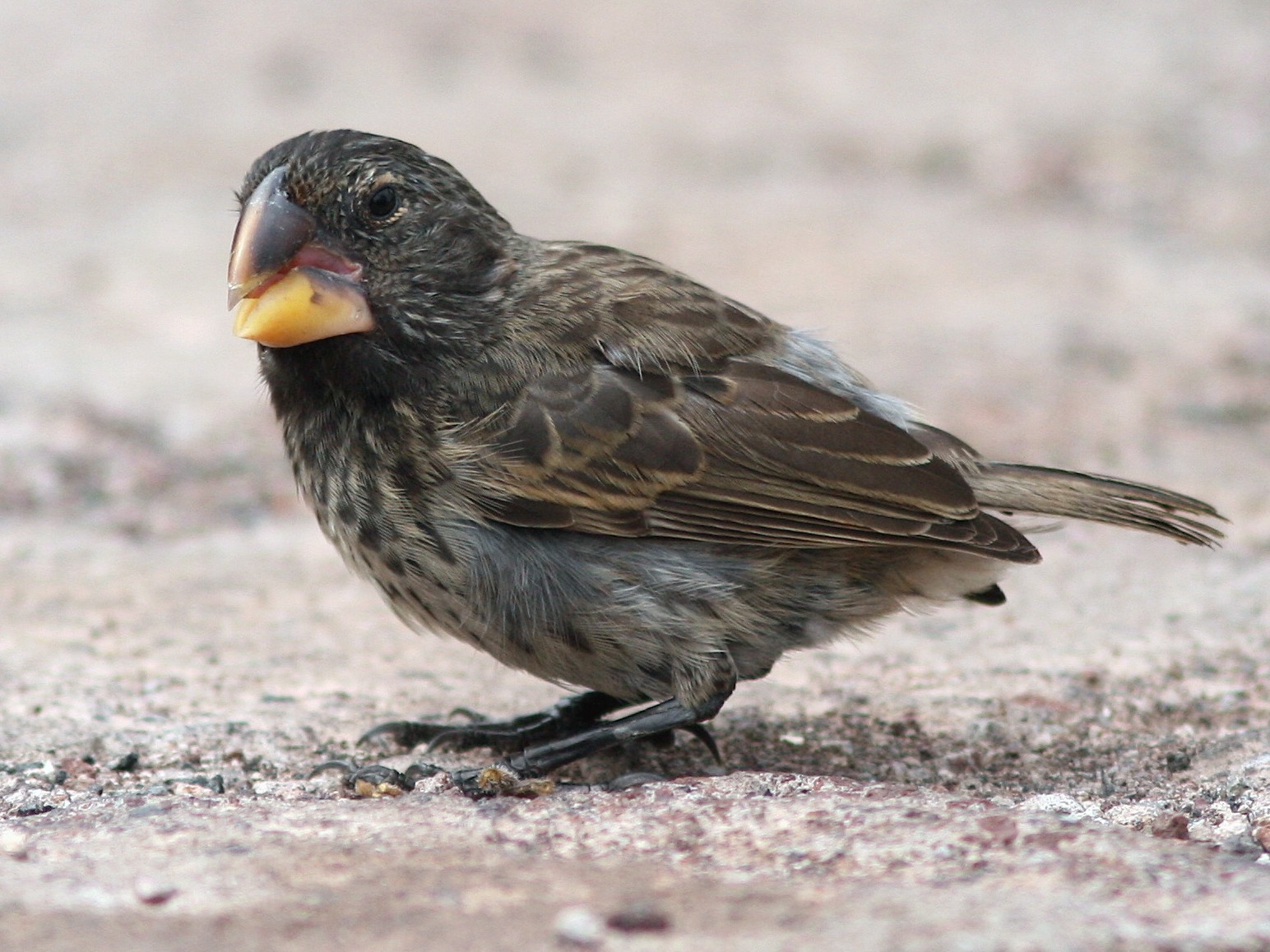 Large Ground-Finch - eBird