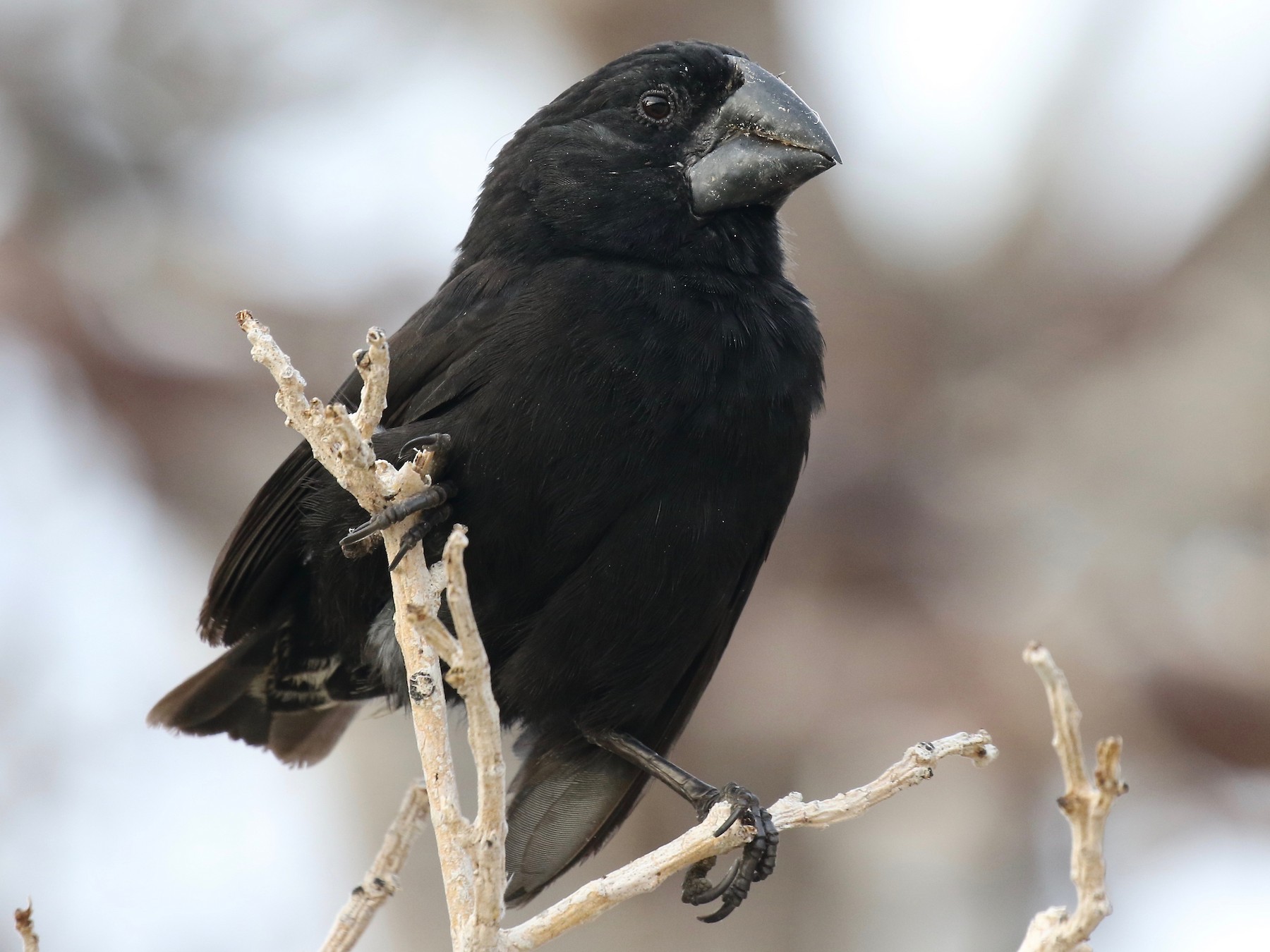 Large Ground-Finch - eBird