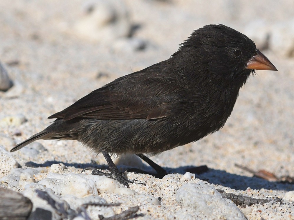 Genovesa Ground-Finch - eBird