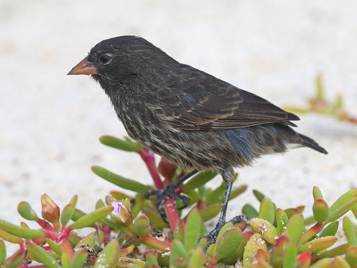 Pinzón de Darwin picofino de Genovesa - eBird