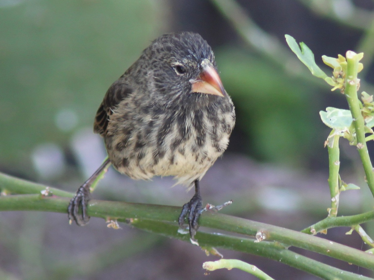 Genovesa Ground-Finch - eBird