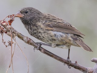 Genovesa Ground-Finch - eBird
