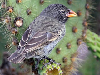 Common Cactus-Finch - eBird