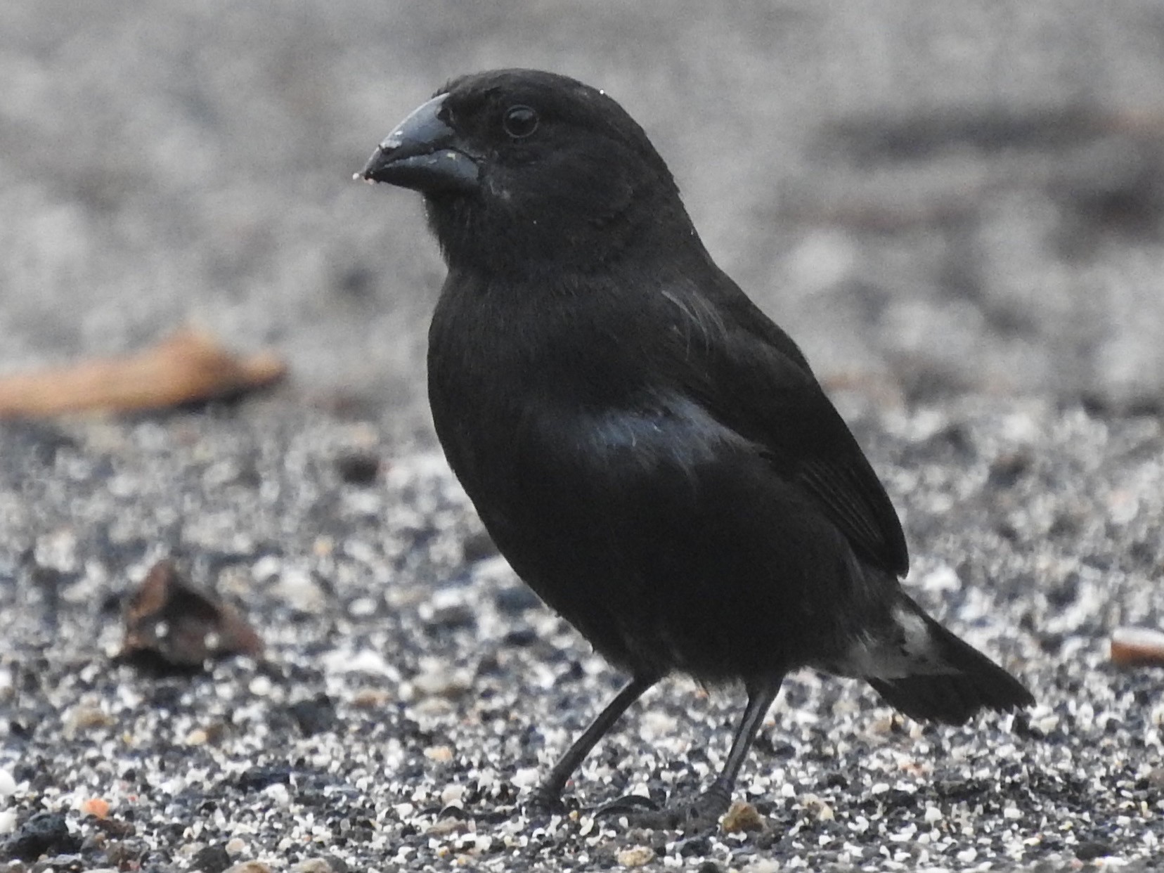 Medium Ground-Finch - eBird