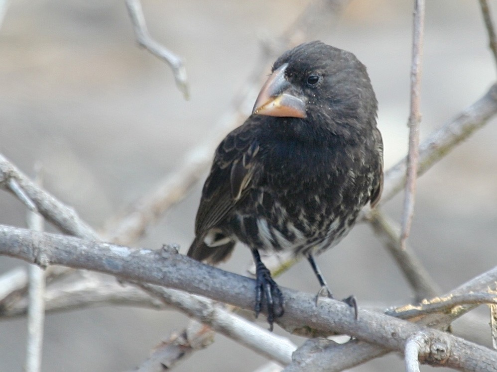 Española Ground-Finch - eBird