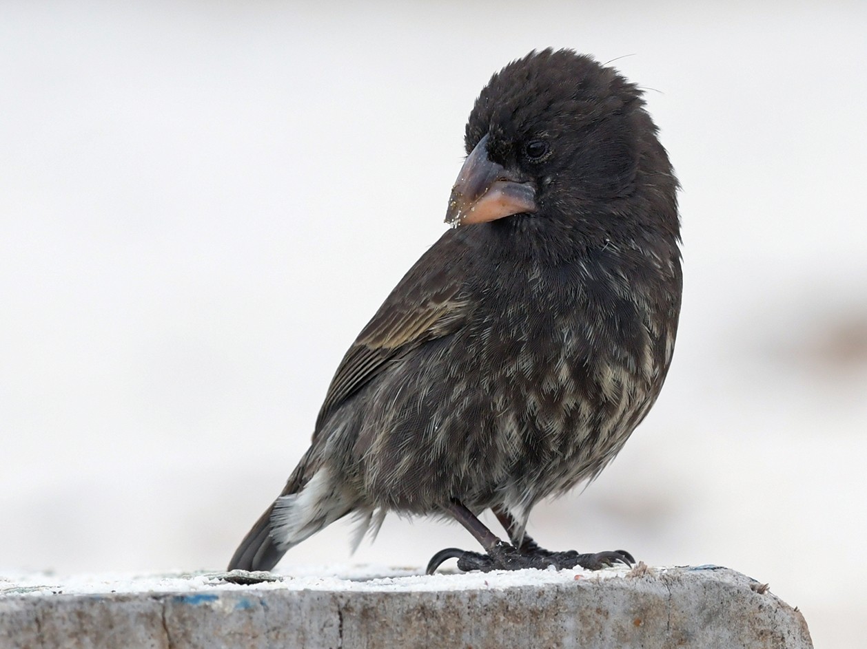 Española Ground-Finch - eBird