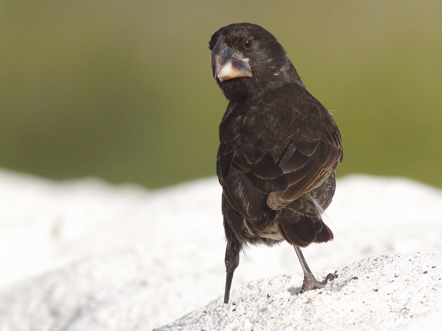 Española Ground-Finch - eBird