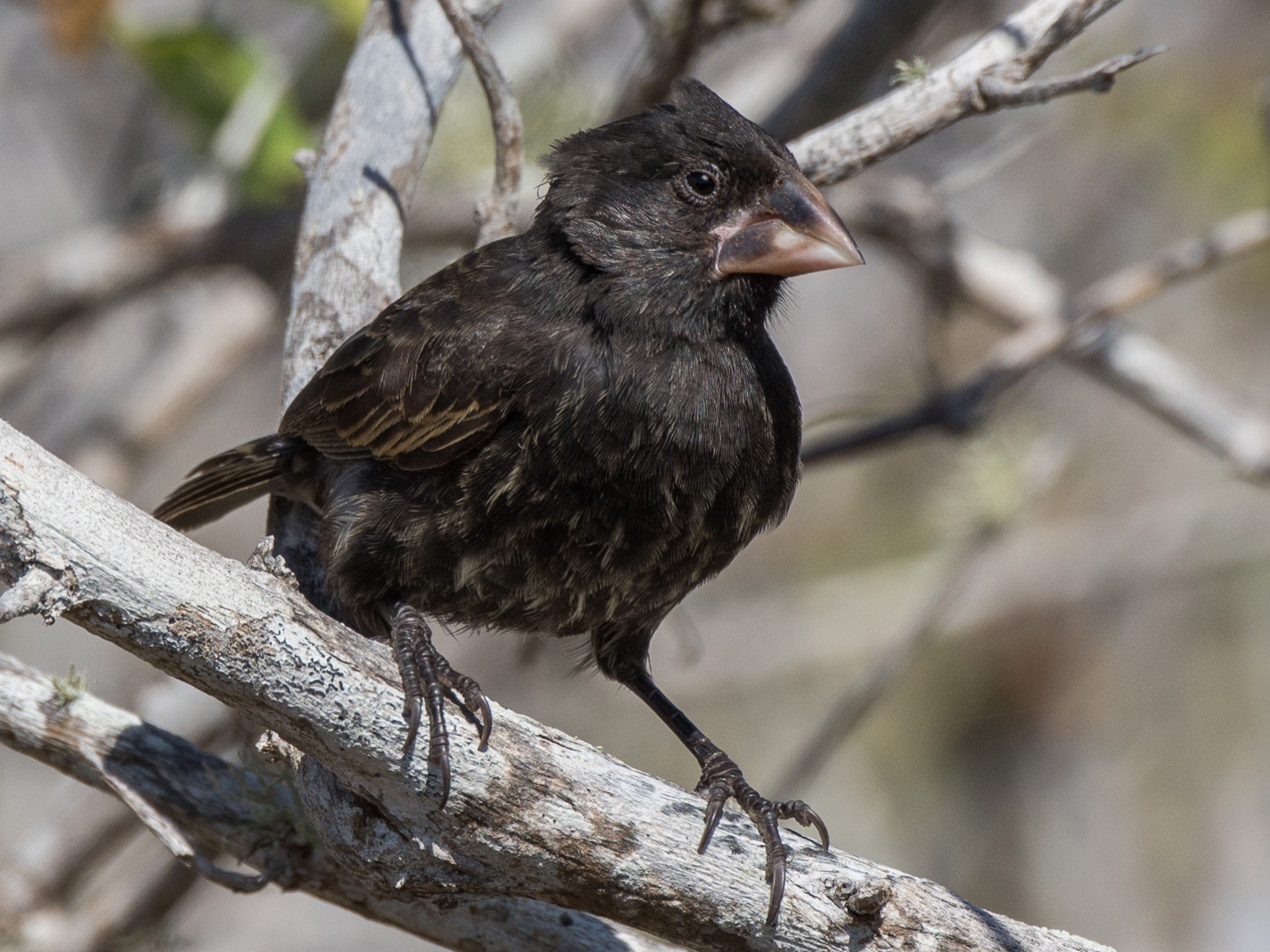 Española Ground-Finch - eBird