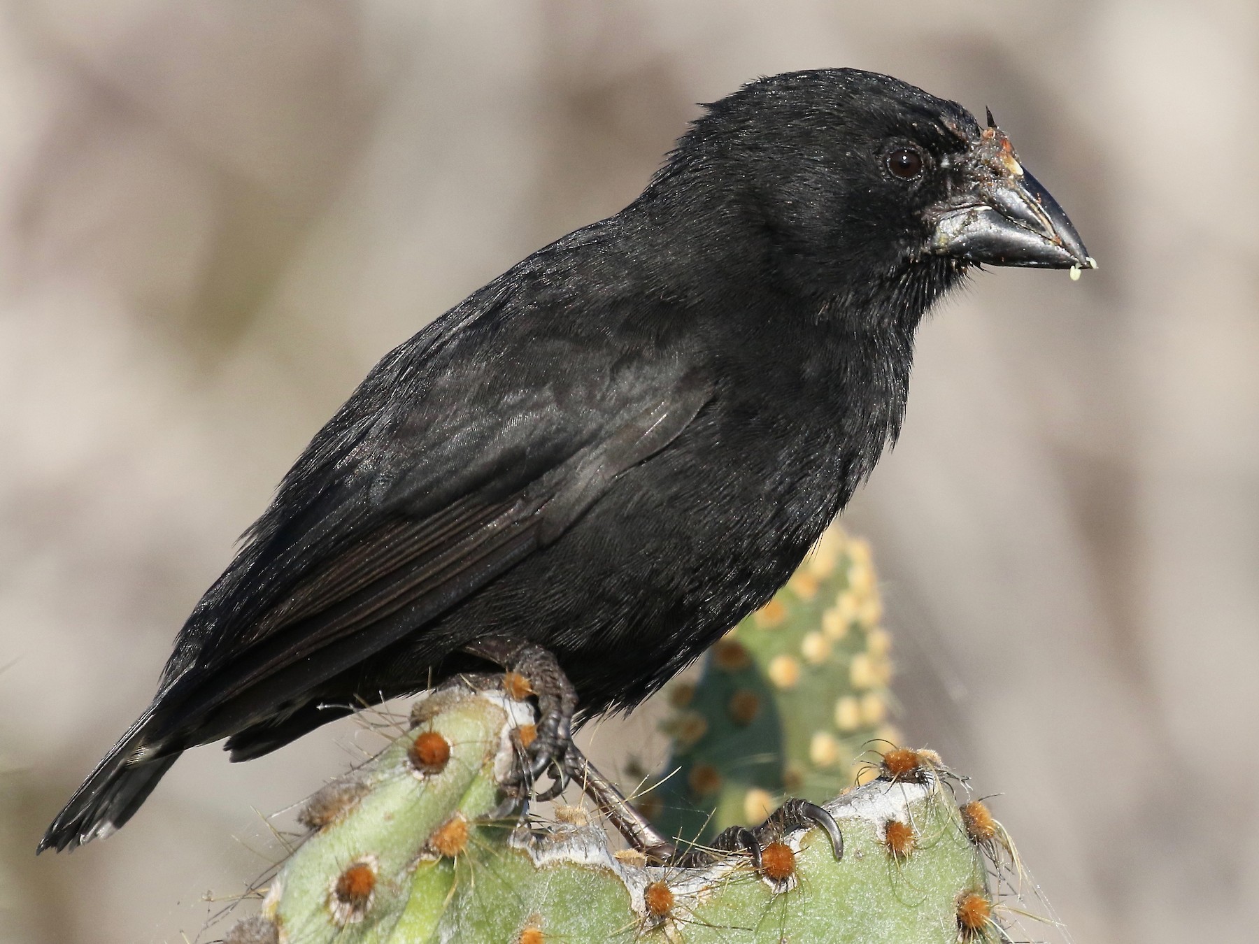 Cactus Ground Finch