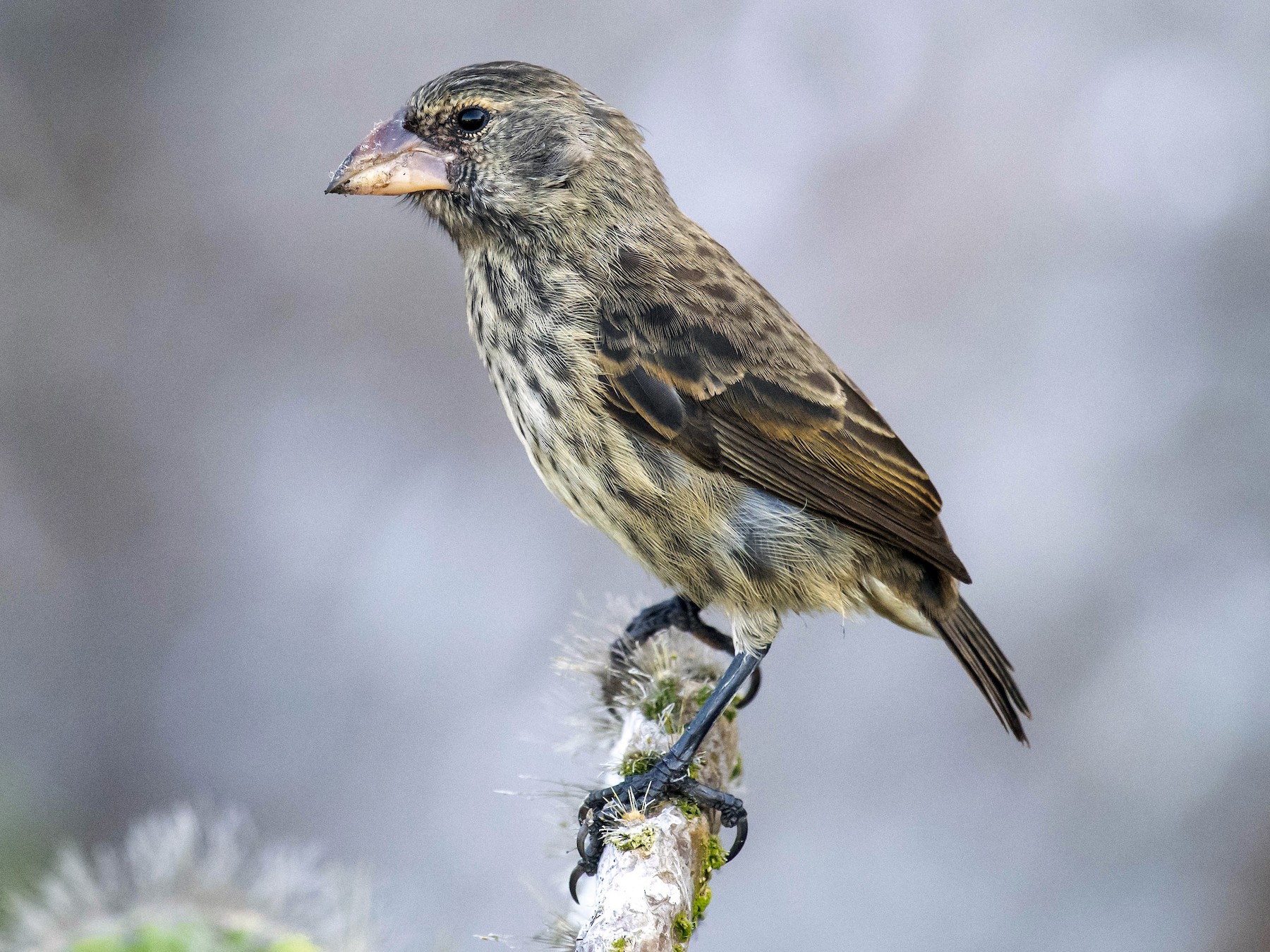Genovesa Cactus-Finch - eBird