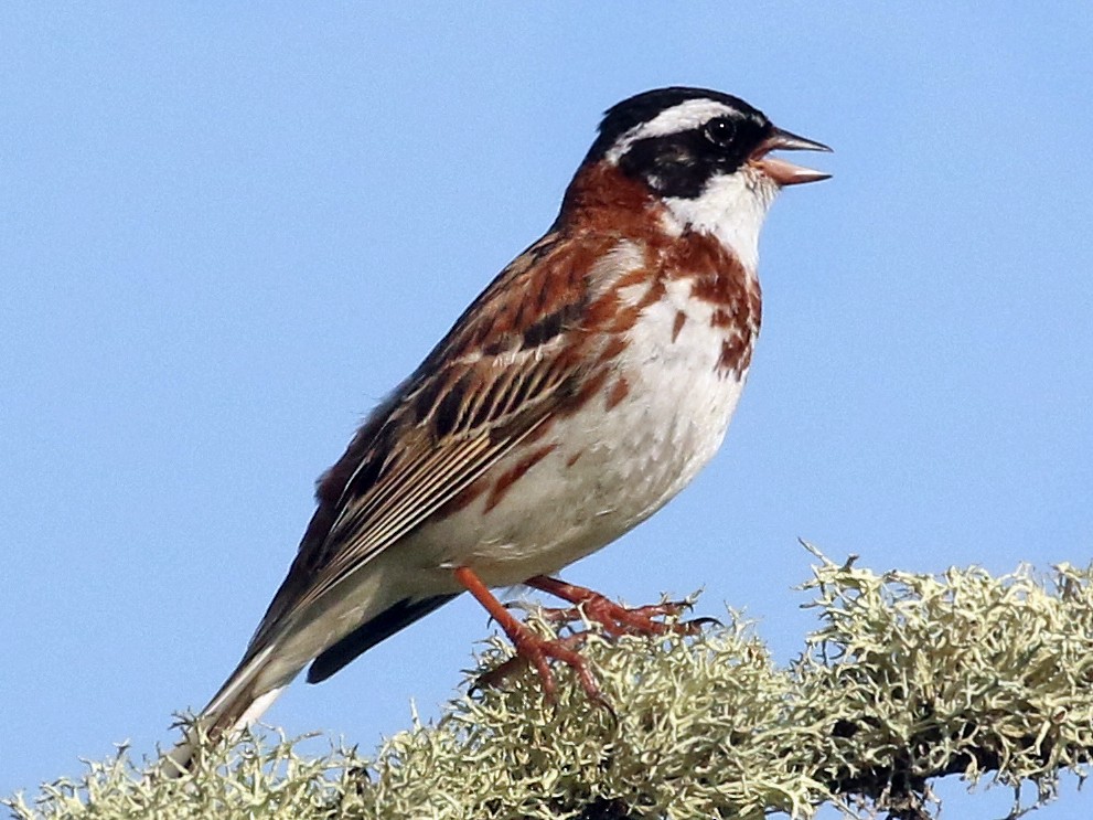 Rustic Bunting - eBird