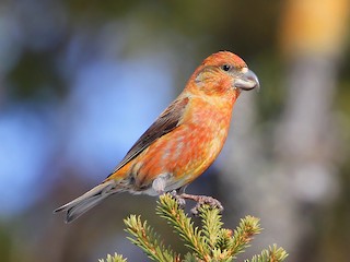 Parrot Crossbill - eBird