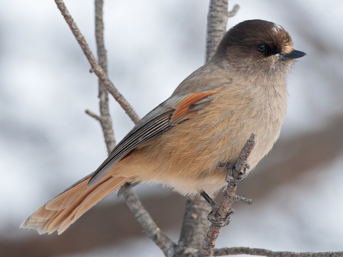 Siberian Jay - Perisoreus infaustus - Birds of the World