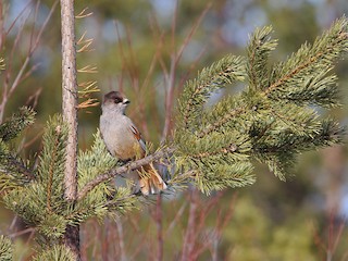 Siberian Jay - eBird
