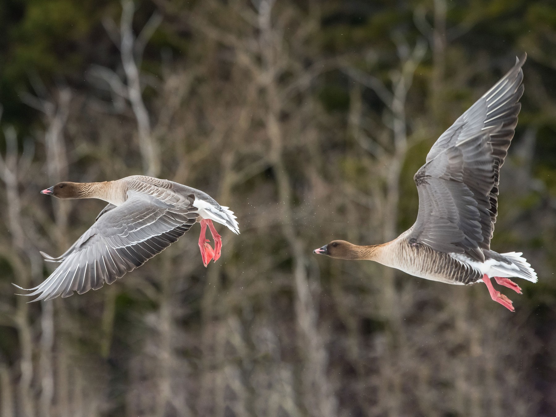 Pink-footed Goose - eBird