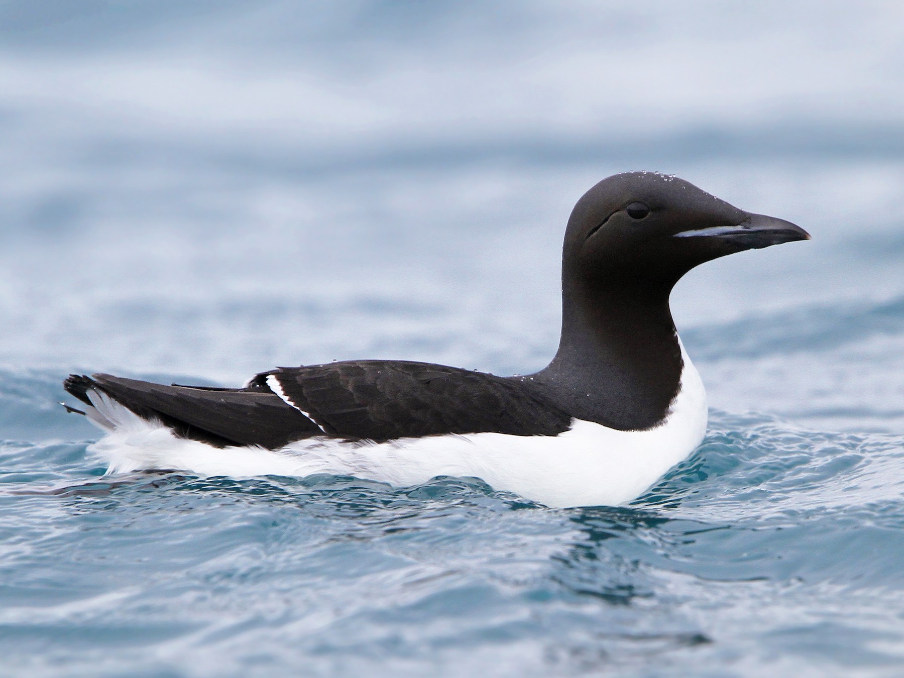 Thick-billed Murre - eBird