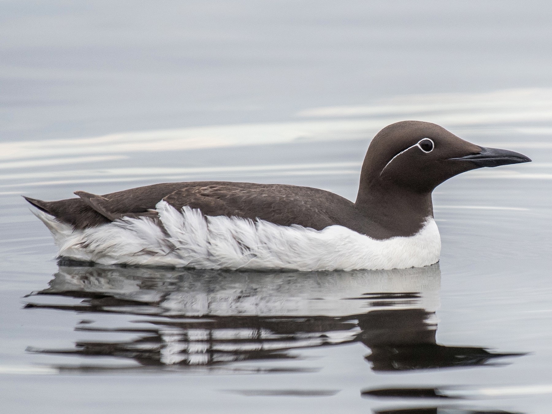 Common Murre - eBird