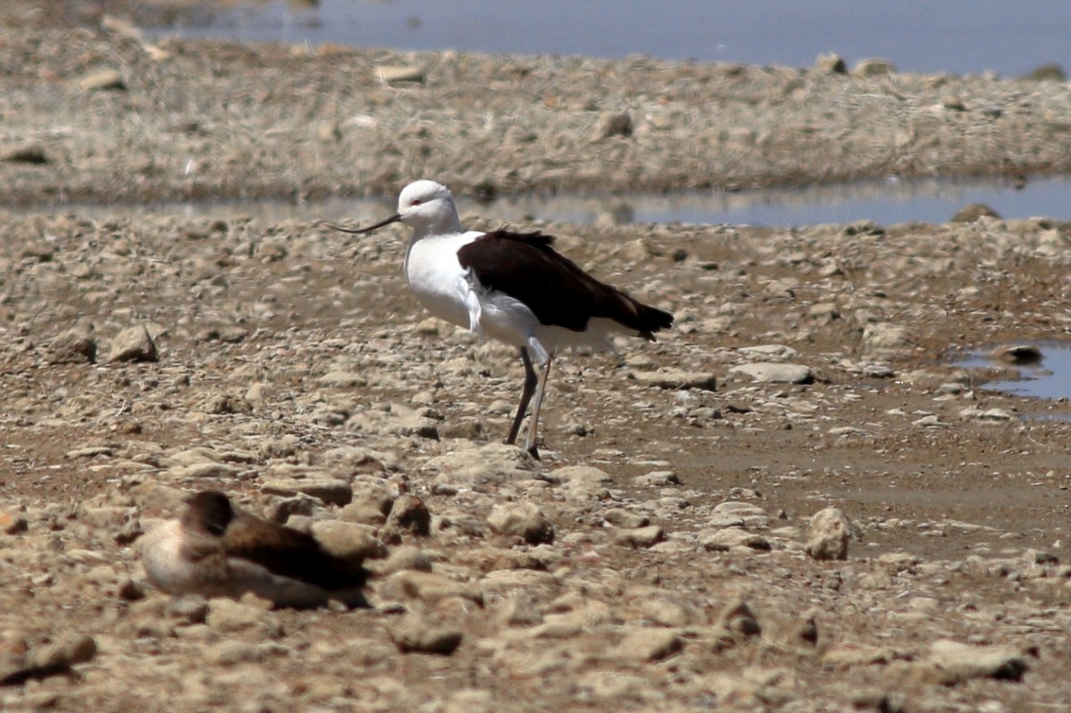 eBird Checklist - 9 Sep 2017 - Lago Uru Uru - 25 species
