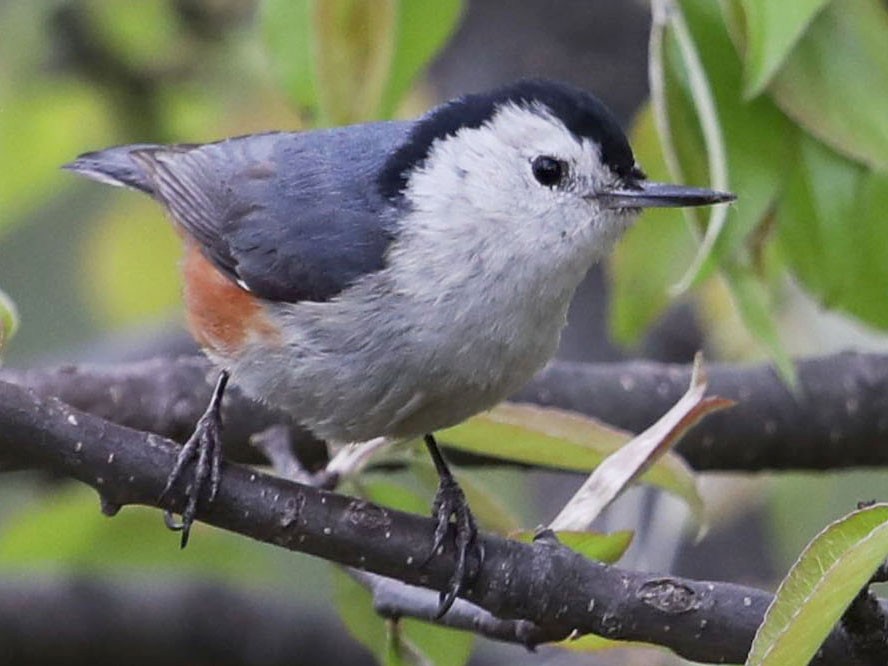 White-cheeked Nuthatch - eBird