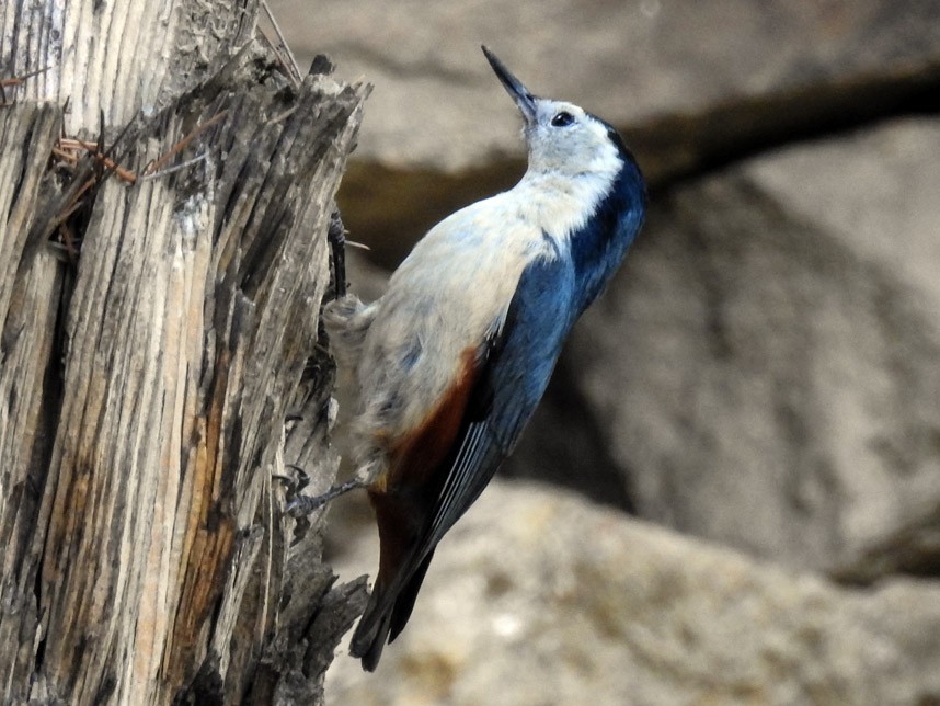 White-cheeked Nuthatch - eBird