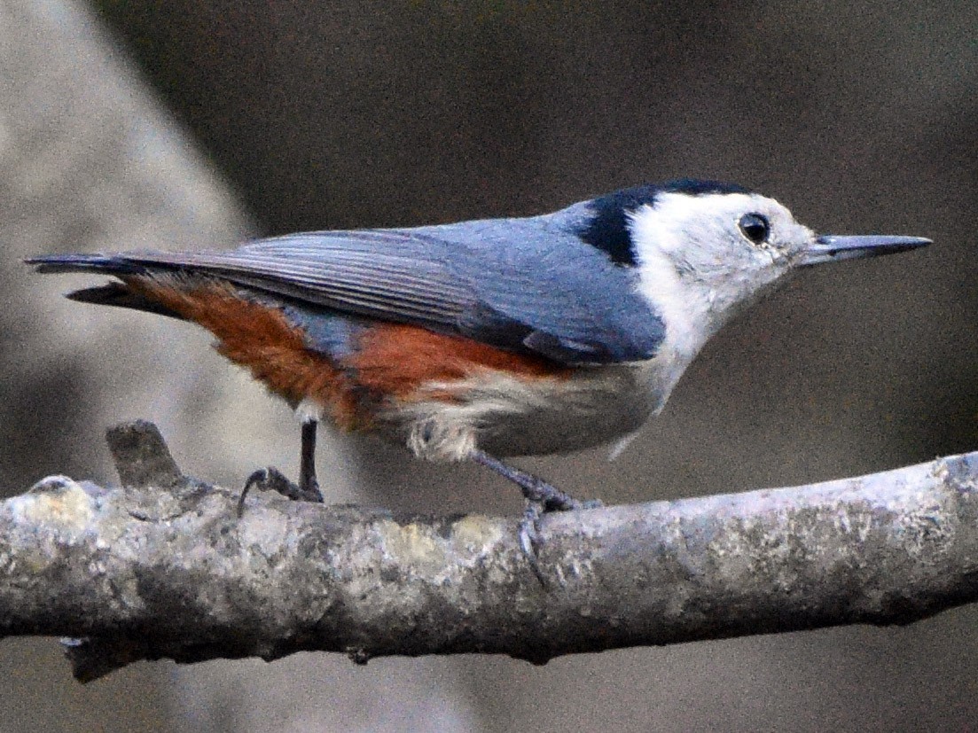 White-cheeked Nuthatch - eBird