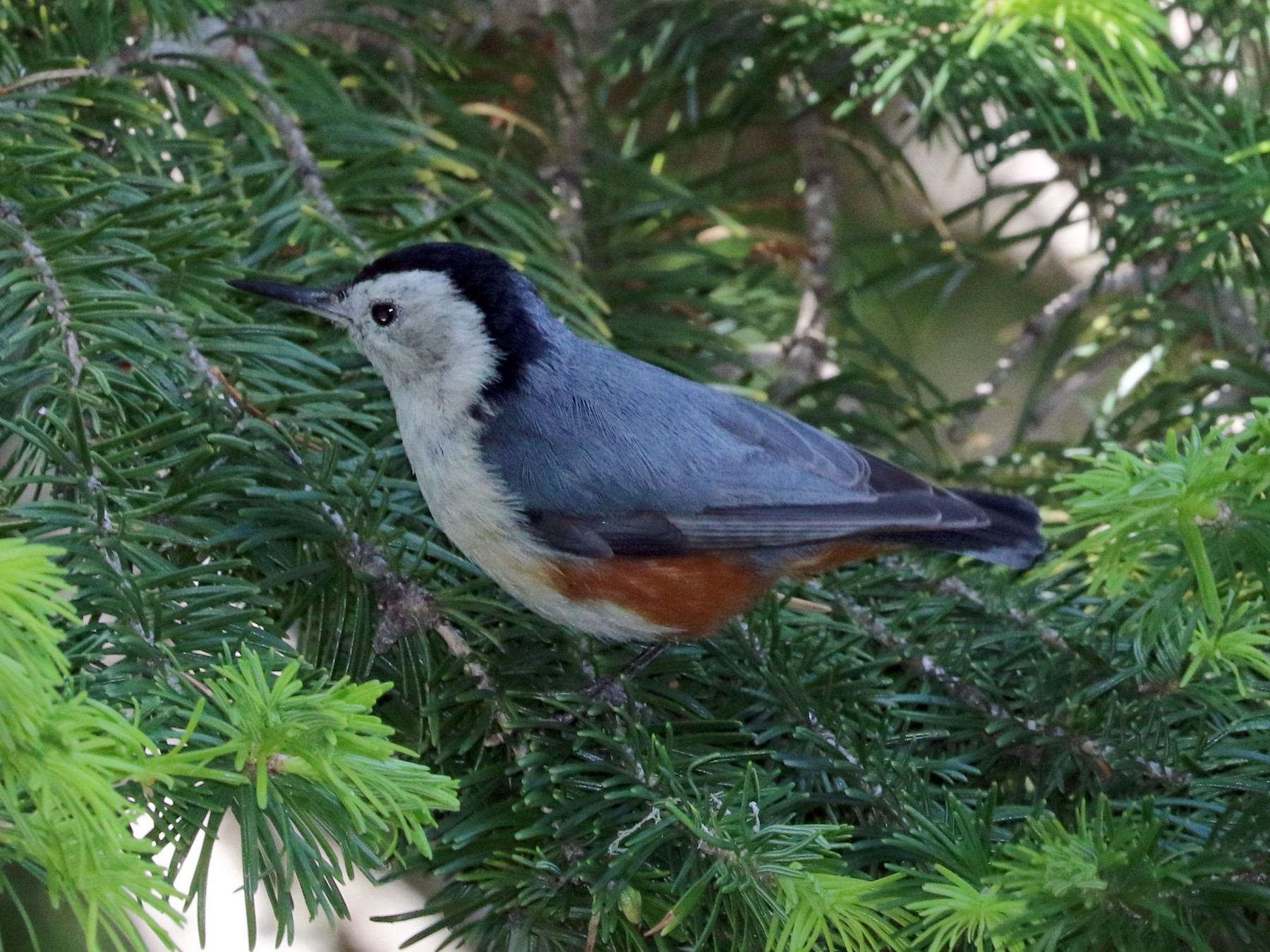 White-cheeked Nuthatch - eBird