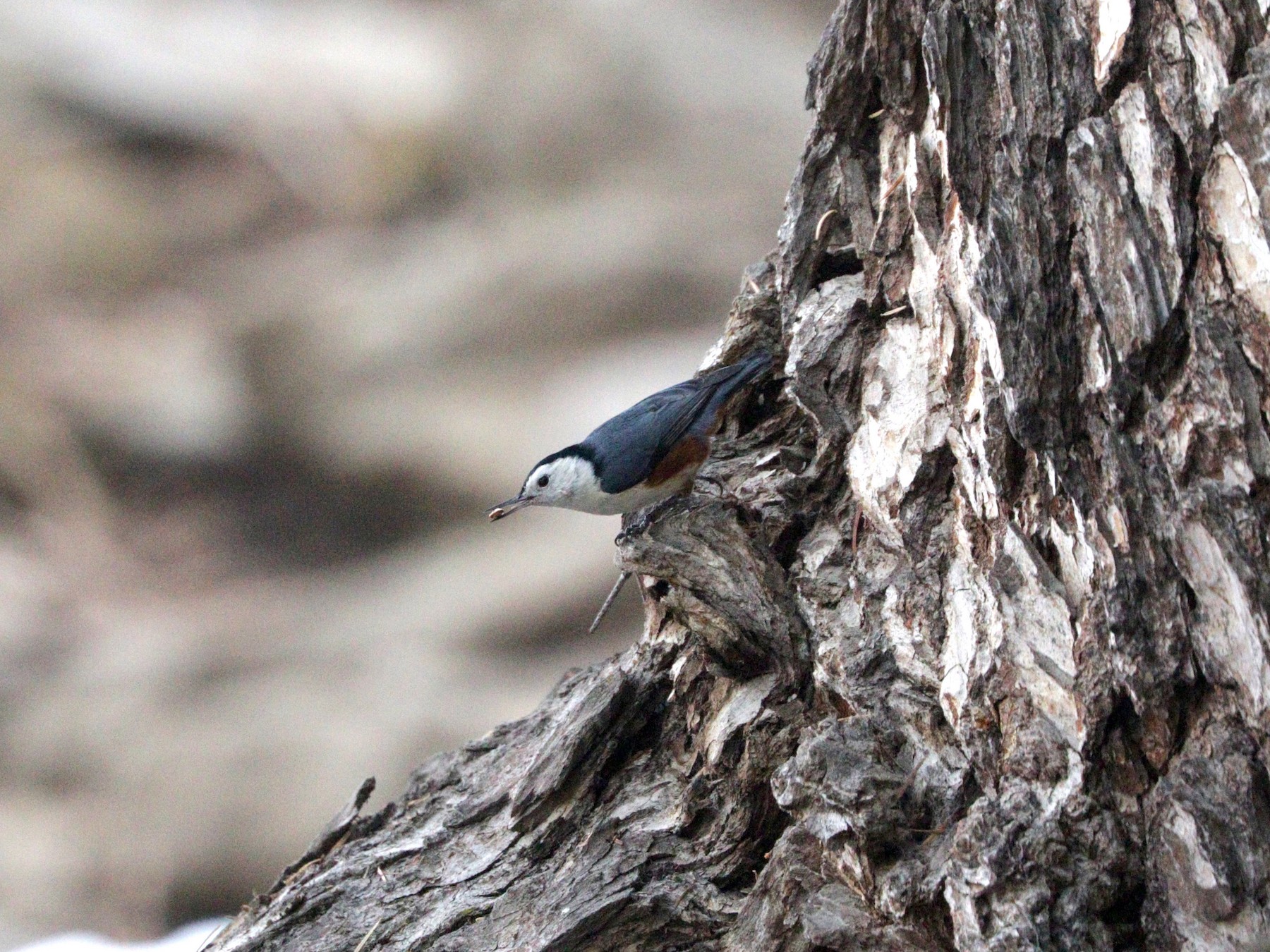 White-cheeked Nuthatch - eBird