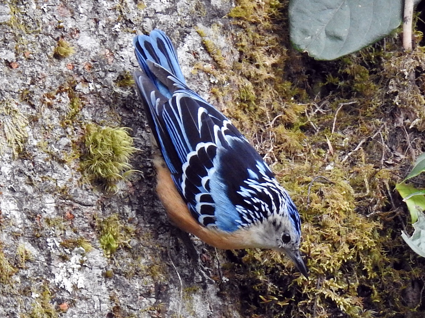 Beautiful Nuthatch - eBird