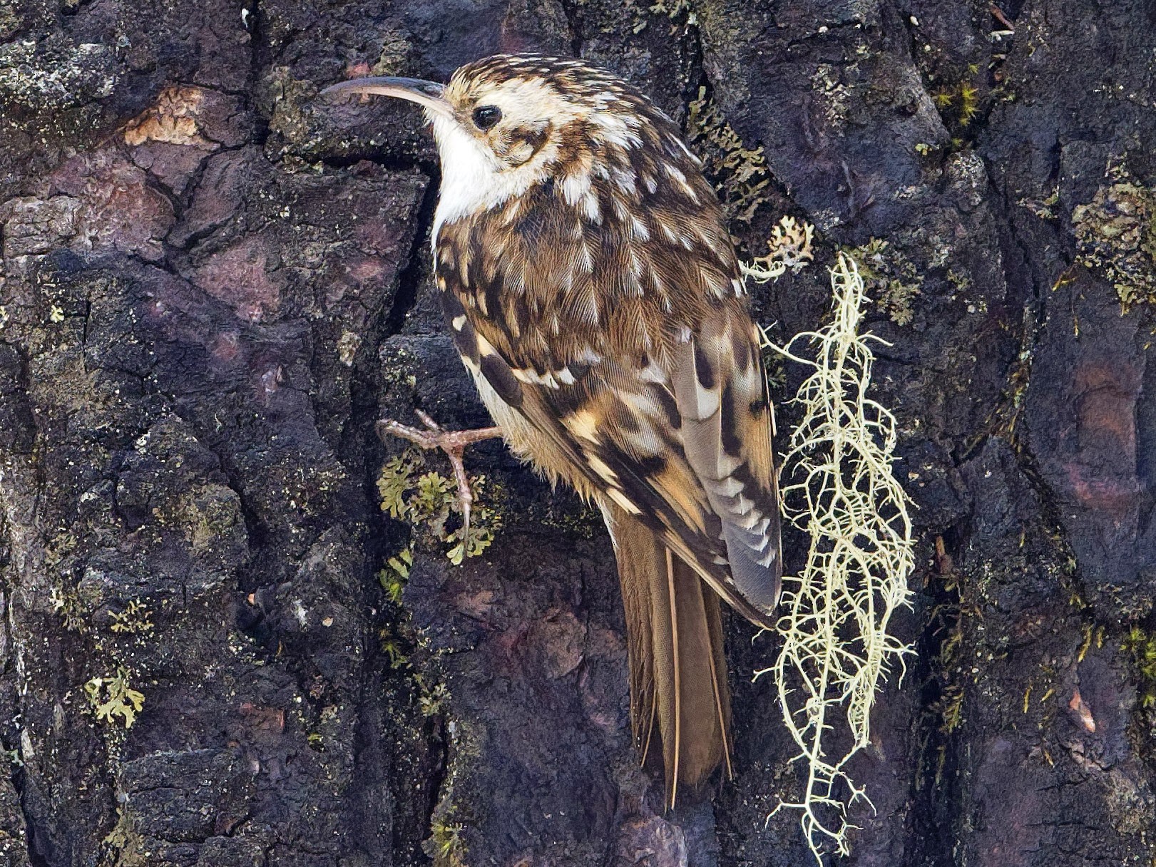 Hodgson's Treecreeper - eBird