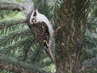 Hodgson's Treecreeper - Certhia hodgsoni - Birds of the World
