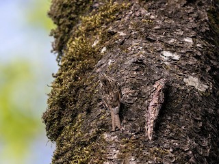 Bar-tailed Treecreeper - eBird