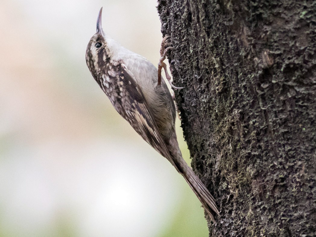 Bar-tailed Treecreeper - Certhia himalayana - Birds of the World