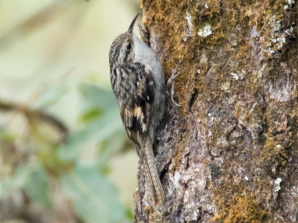 Bar-tailed Treecreeper - eBird