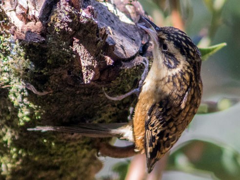 Rusty-flanked Treecreeper - eBird