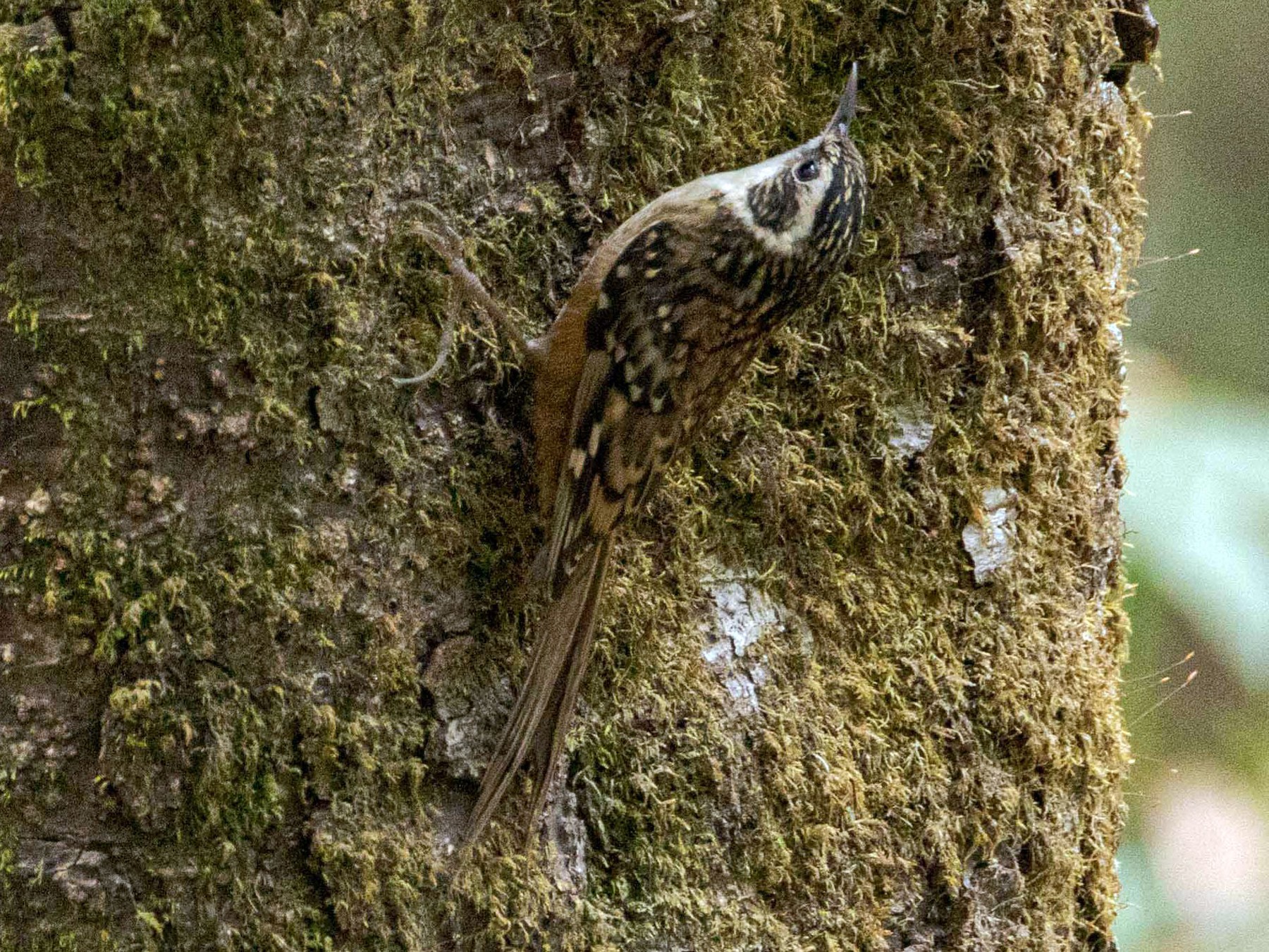 Rusty-flanked Treecreeper - eBird