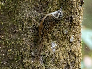 Rusty-flanked Treecreeper - eBird