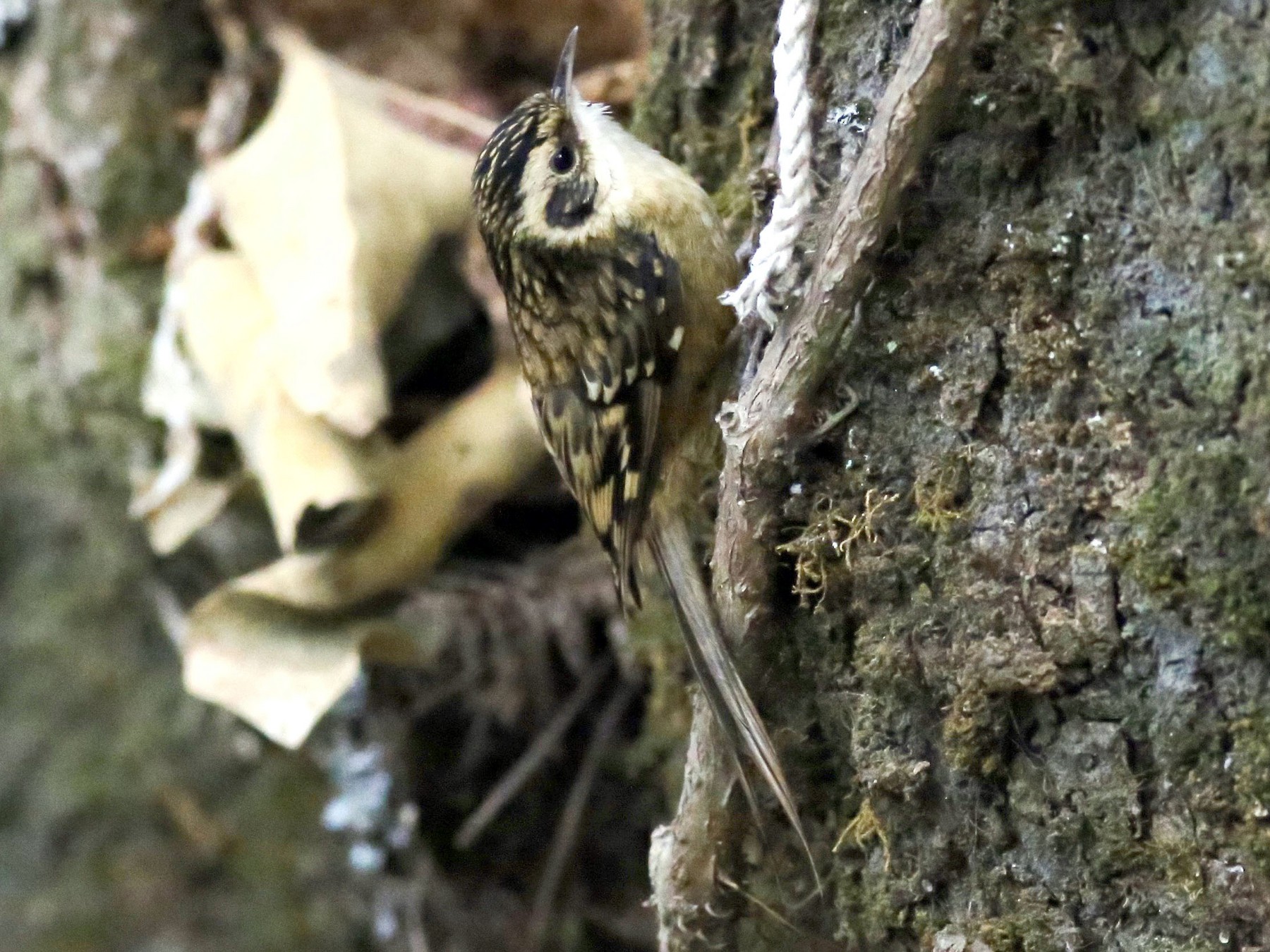 Rusty-flanked Treecreeper - eBird
