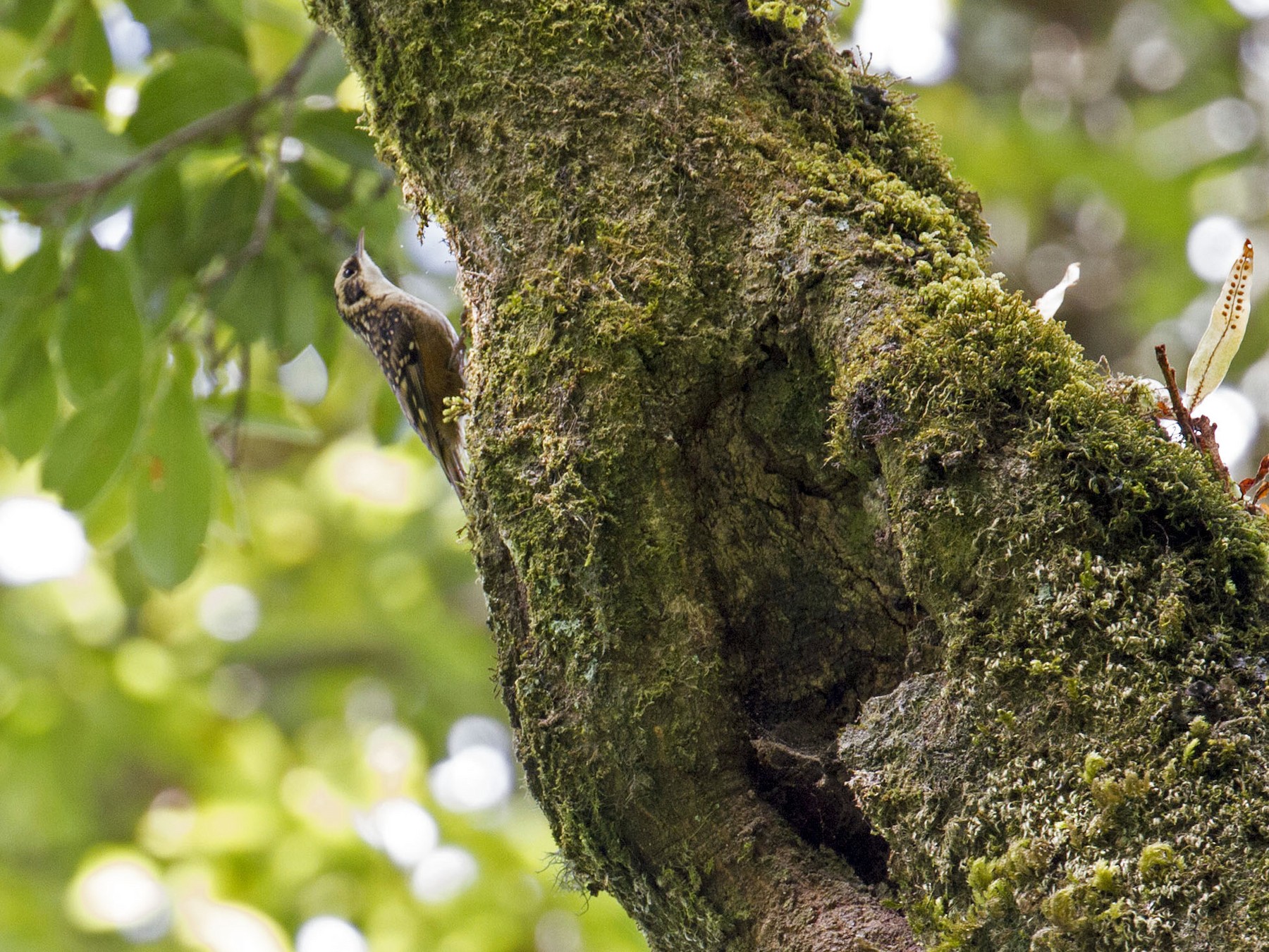 Rusty-flanked Treecreeper - eBird