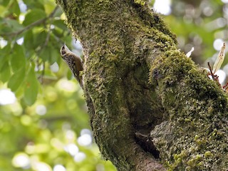 Rusty-flanked Treecreeper - eBird