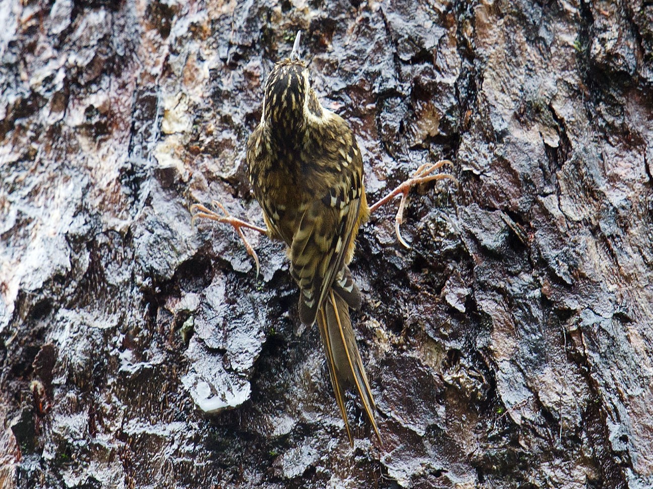 Rusty-flanked Treecreeper - eBird